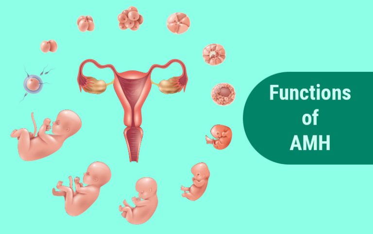 Anti Mullerian Hormone (AMH) testing - Slavica IVF & Research Center